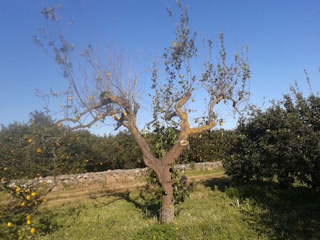 Mal secco degli agrumi; incontro del GOI-gruppo operativo per l'innovazione